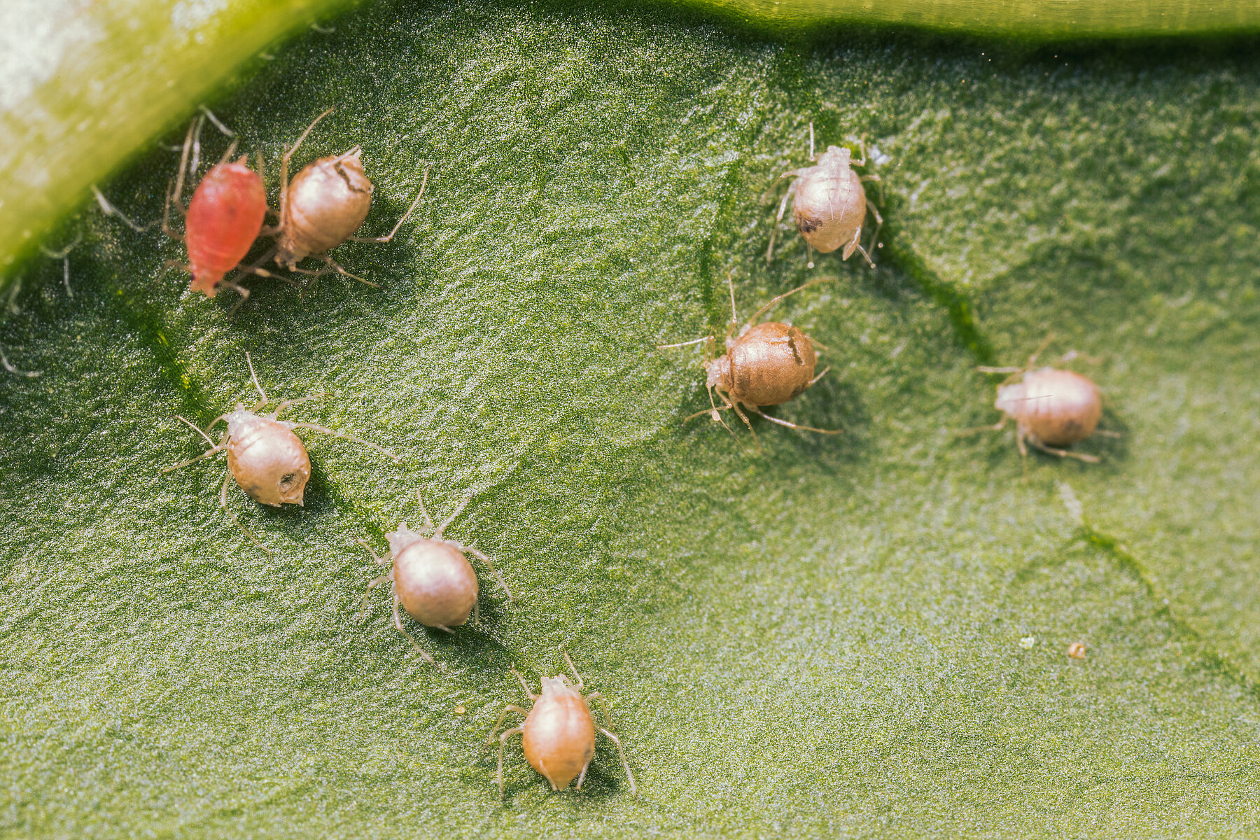 Aphidius colemani (Parasitic Wasp): Biological Control of Aphids
