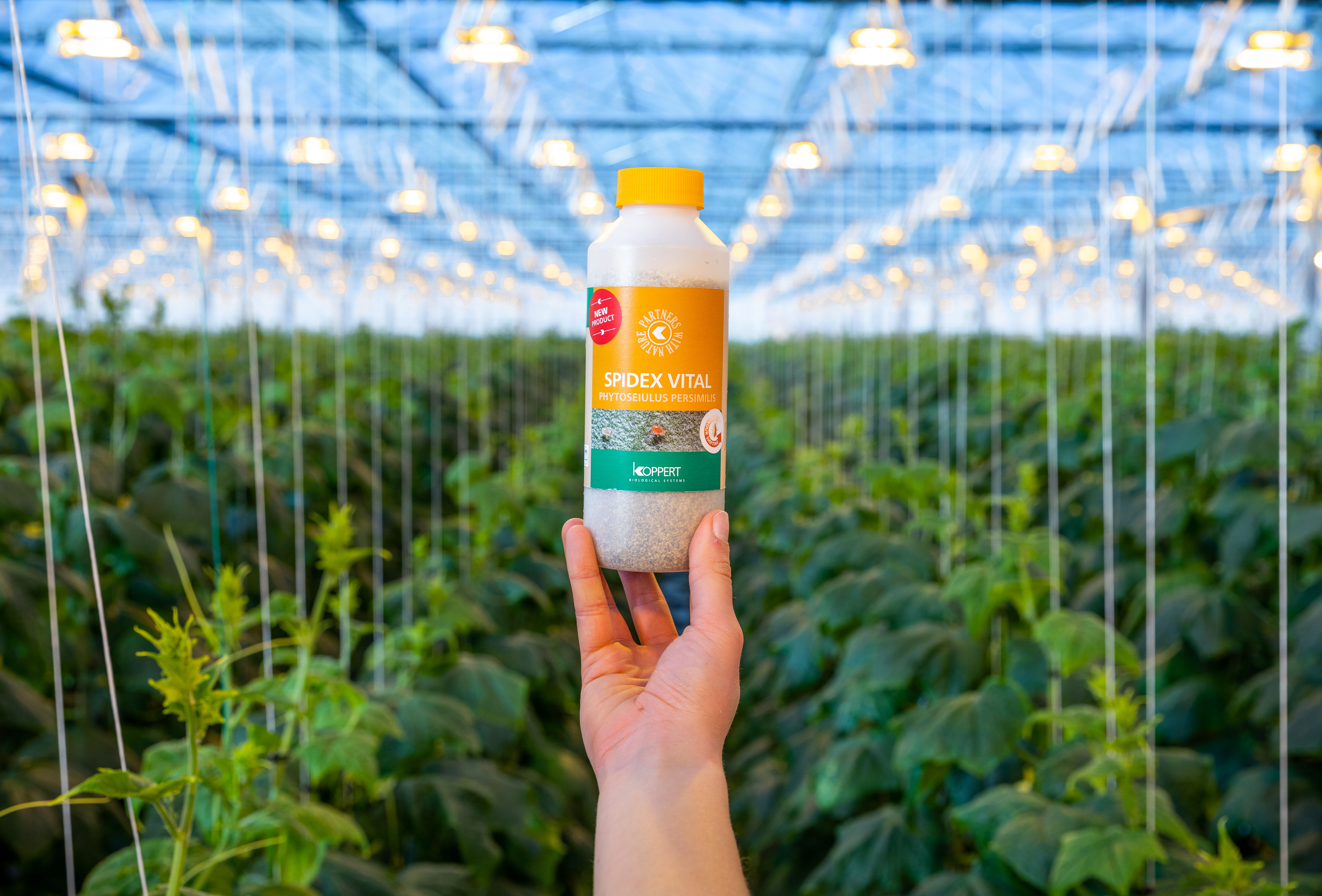 Spidex Vital: Your Vital partner in spider mite control | Koppert Canada