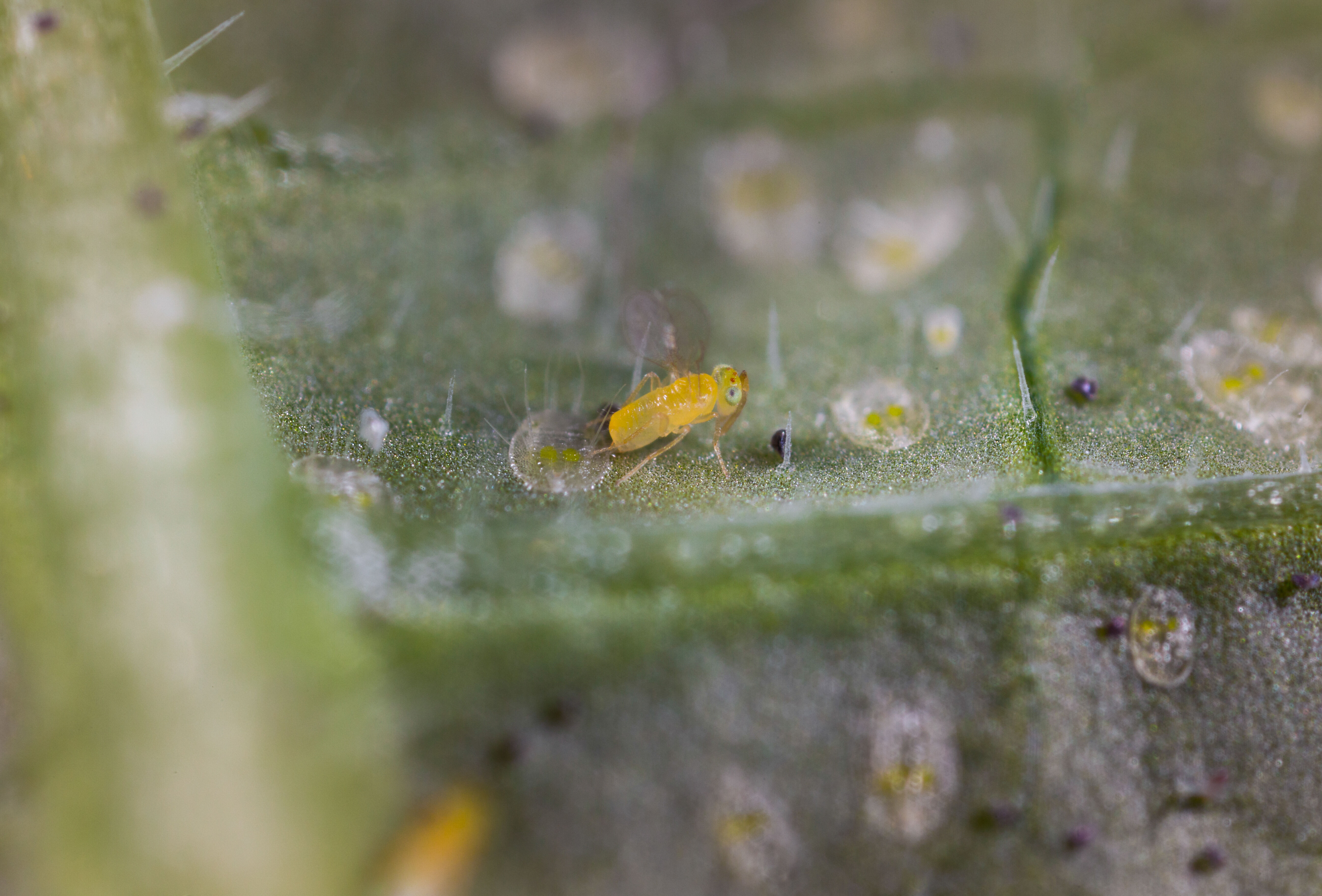 Ercal | Whitefly Control | Parasitic Wasps (Eretmocerus eremicus)