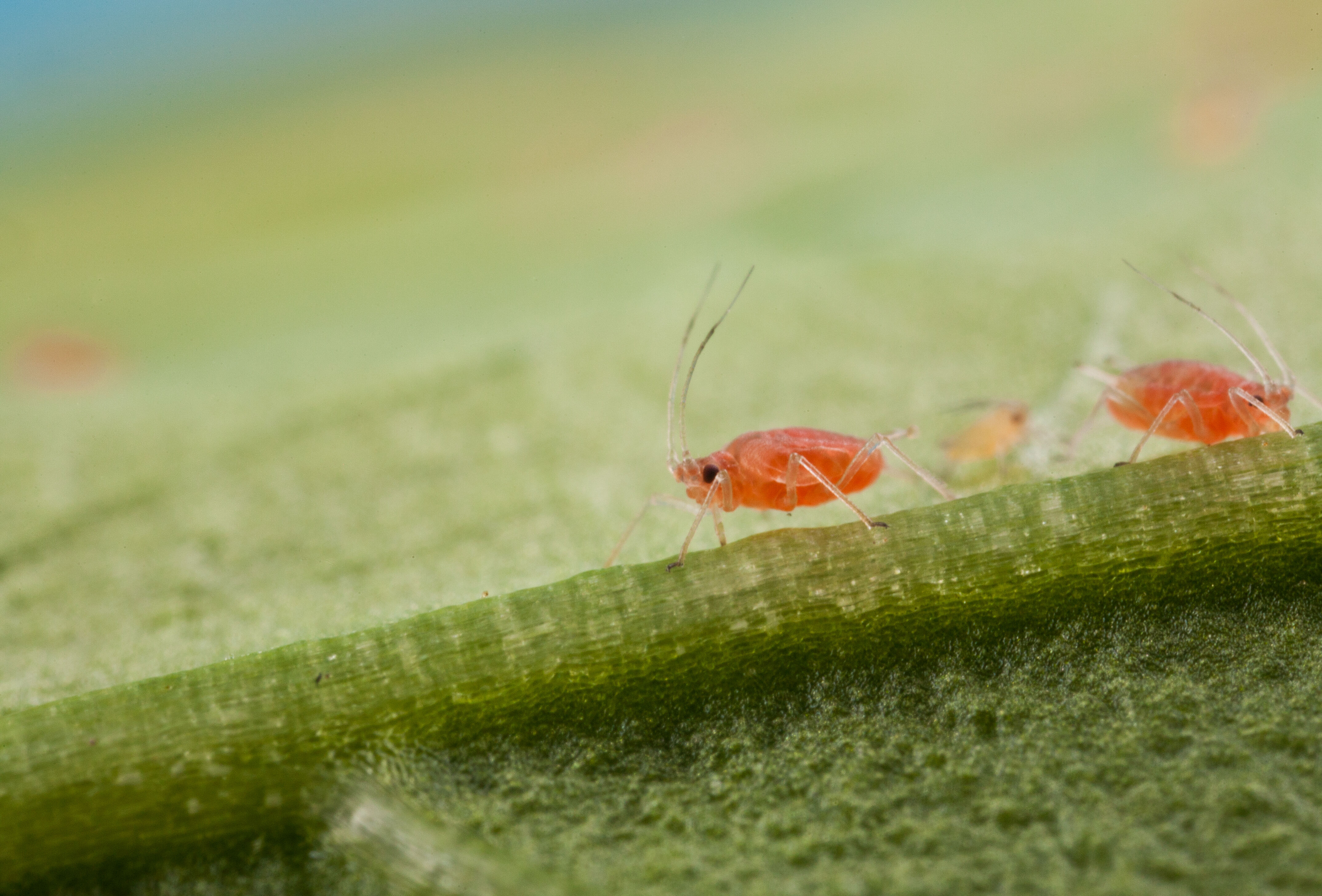 Tobacco aphid - Biocontrol, Damage and Life Cycle