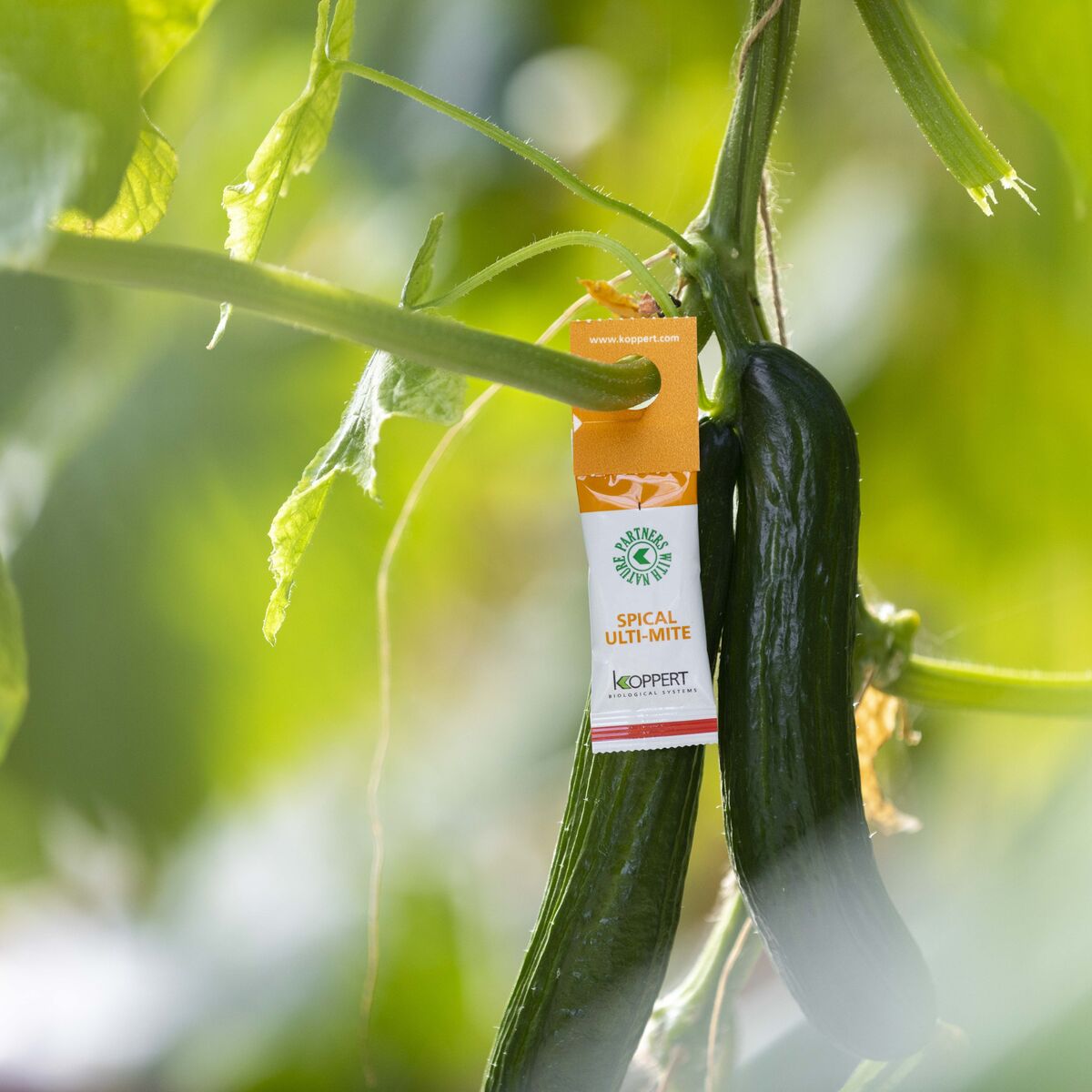 Spical Ulti-Mite | Koppert Products