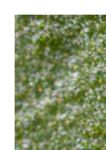 Spidex Vital | Koppert Canada