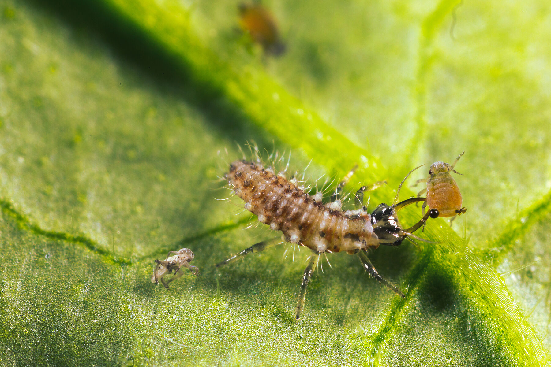 Chrysoperla carnea - Chrysope verte pour le contrôle des ravageurs