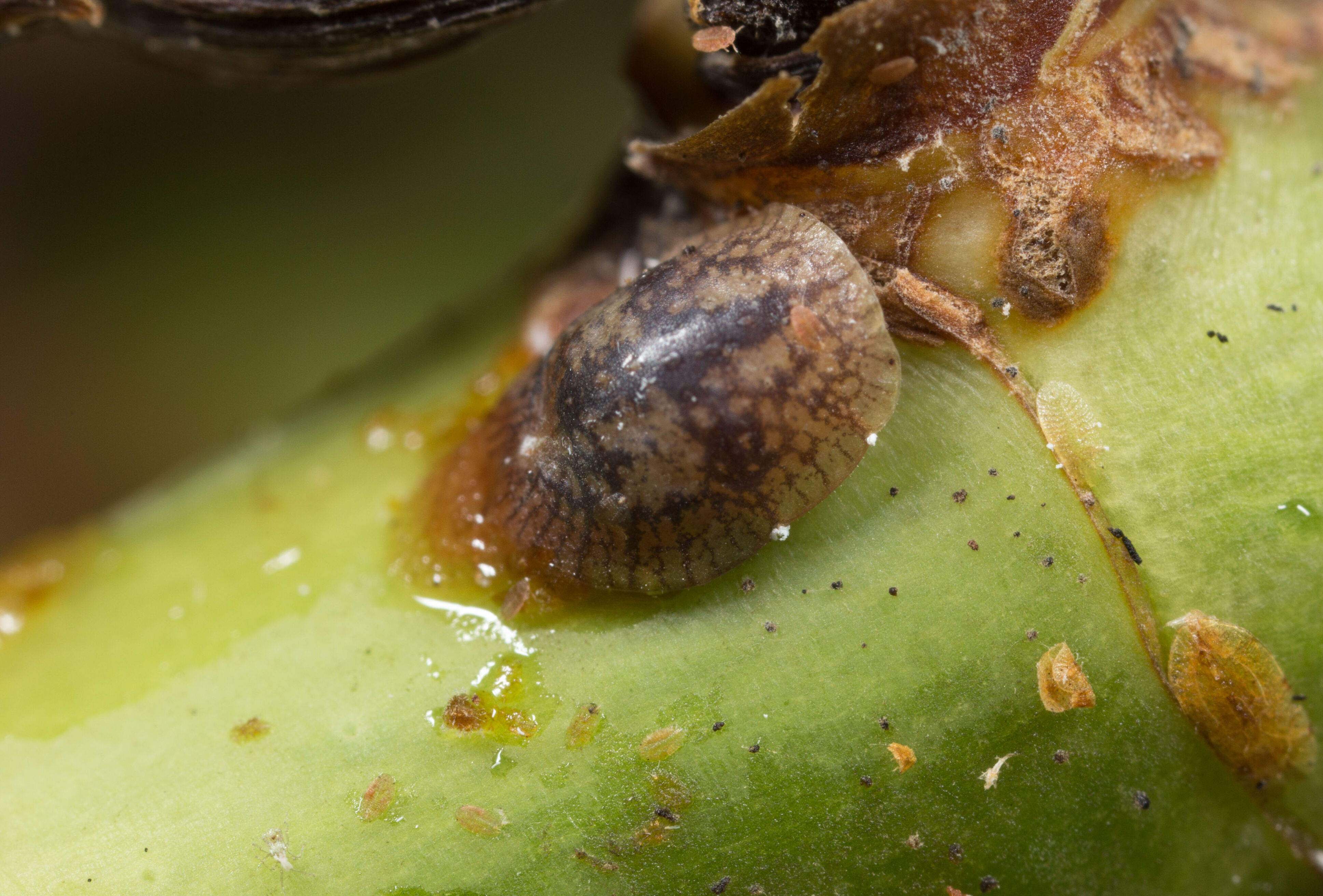 Brown soft scale - Biocontrol, Damage and Life Cycle