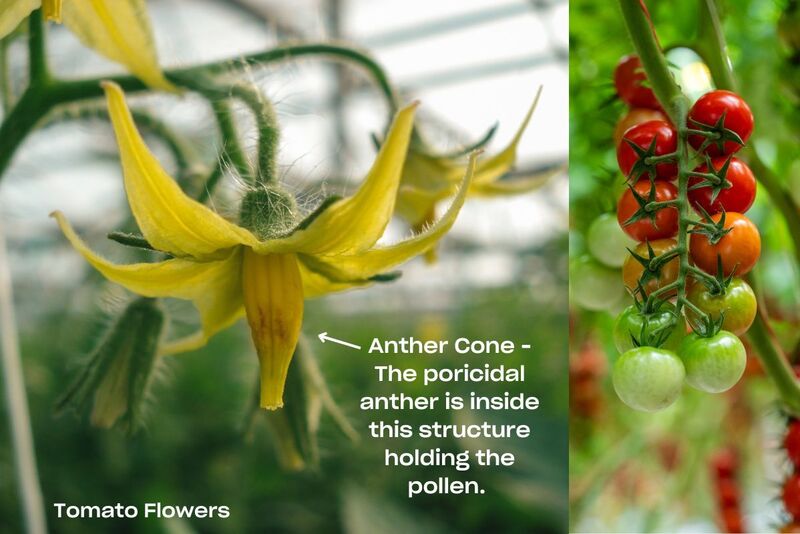 How Does Buzz Pollination Work? | Koppert Canada