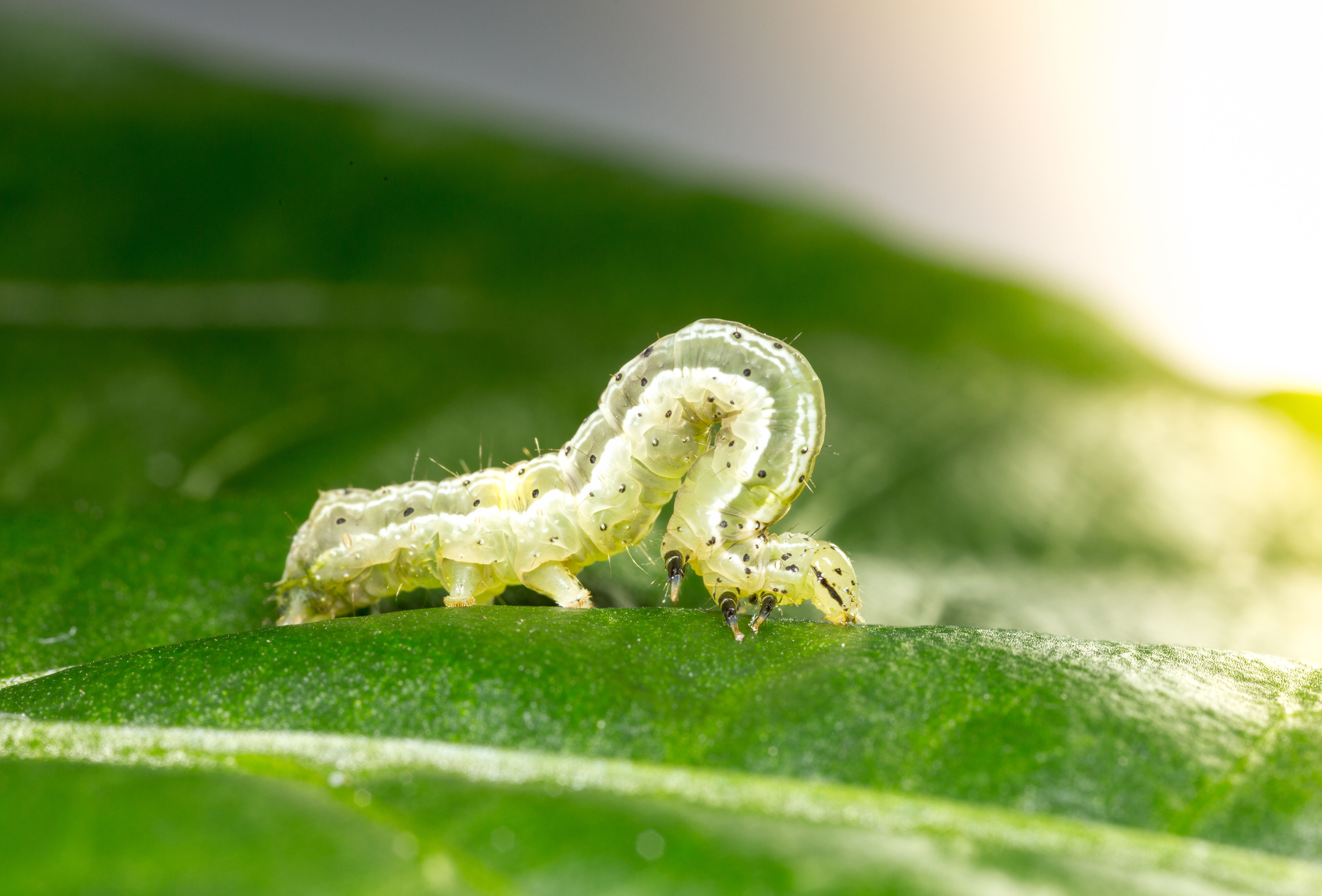 Tomato looper - Biocontrol, Damage and Life Cycle