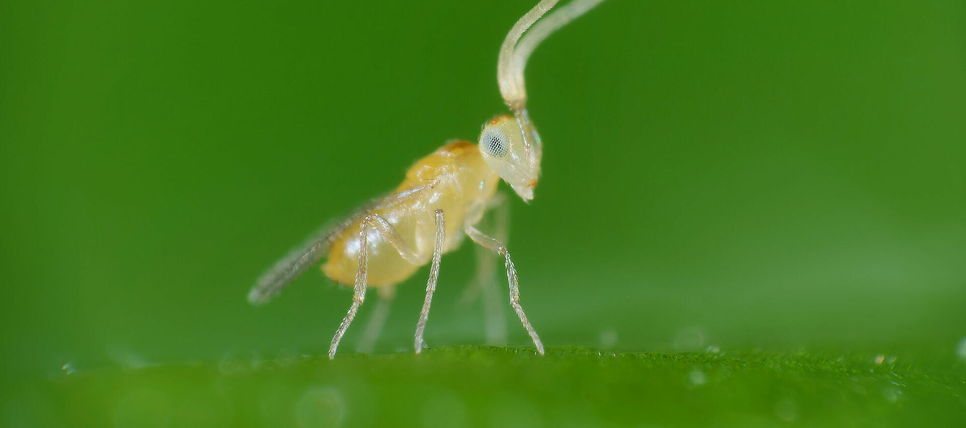 Eretmocerus eremicus (Parasitic Wasp): Biological Control of Whitefly