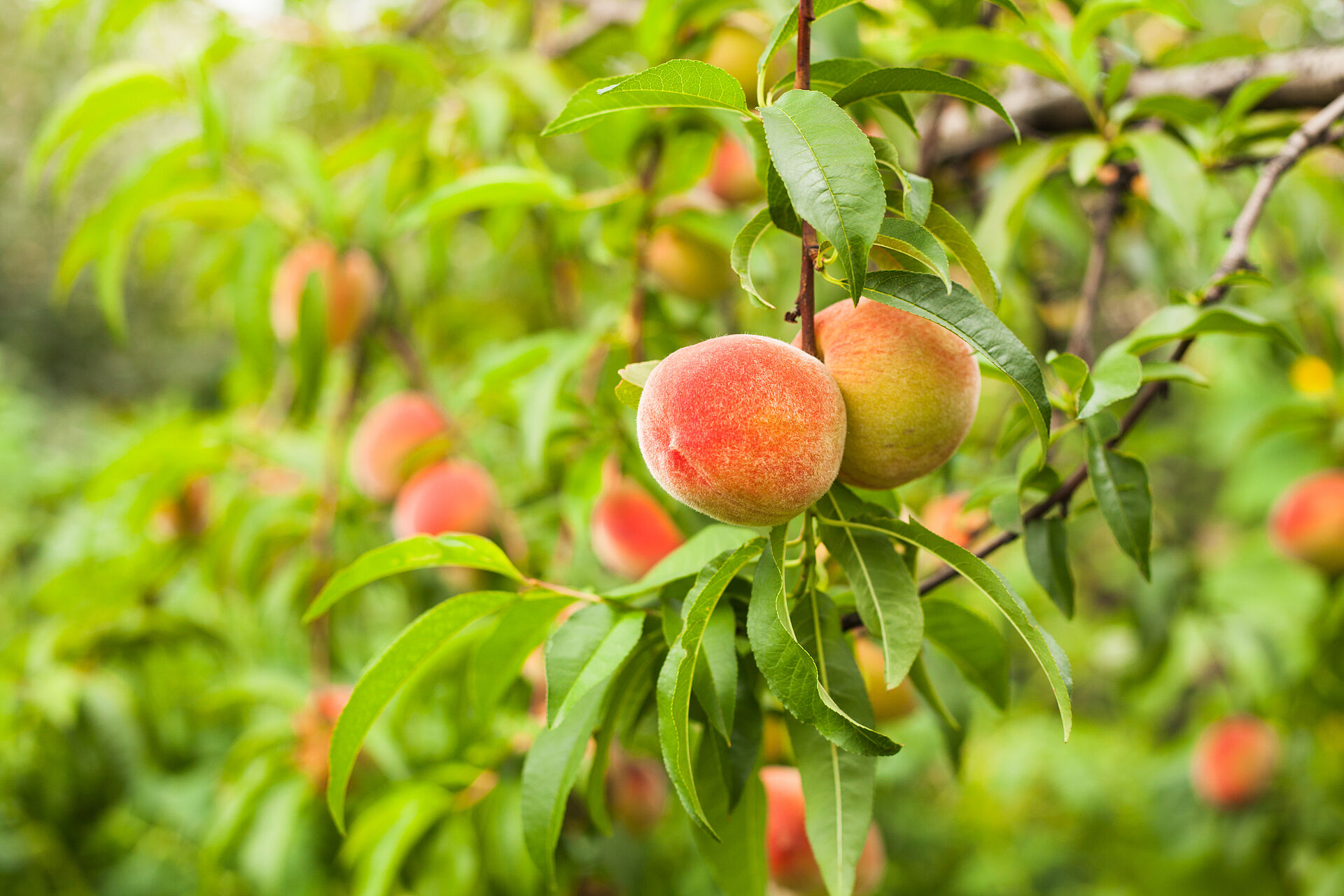 Peach | Koppert Canada