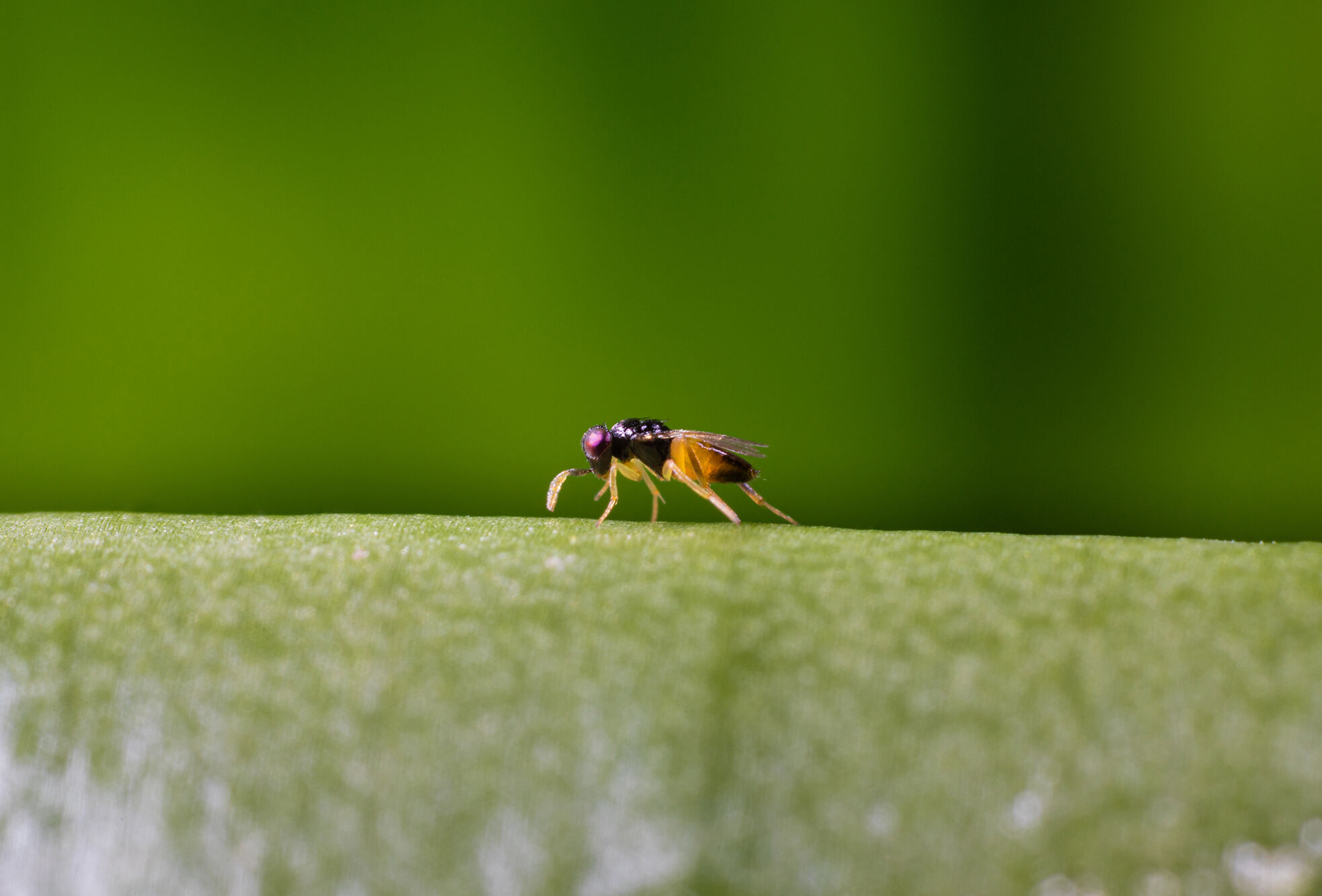 Aphelinus abdominalis (Parasitoïdes) : Contrôle Biologique des Pucerons
