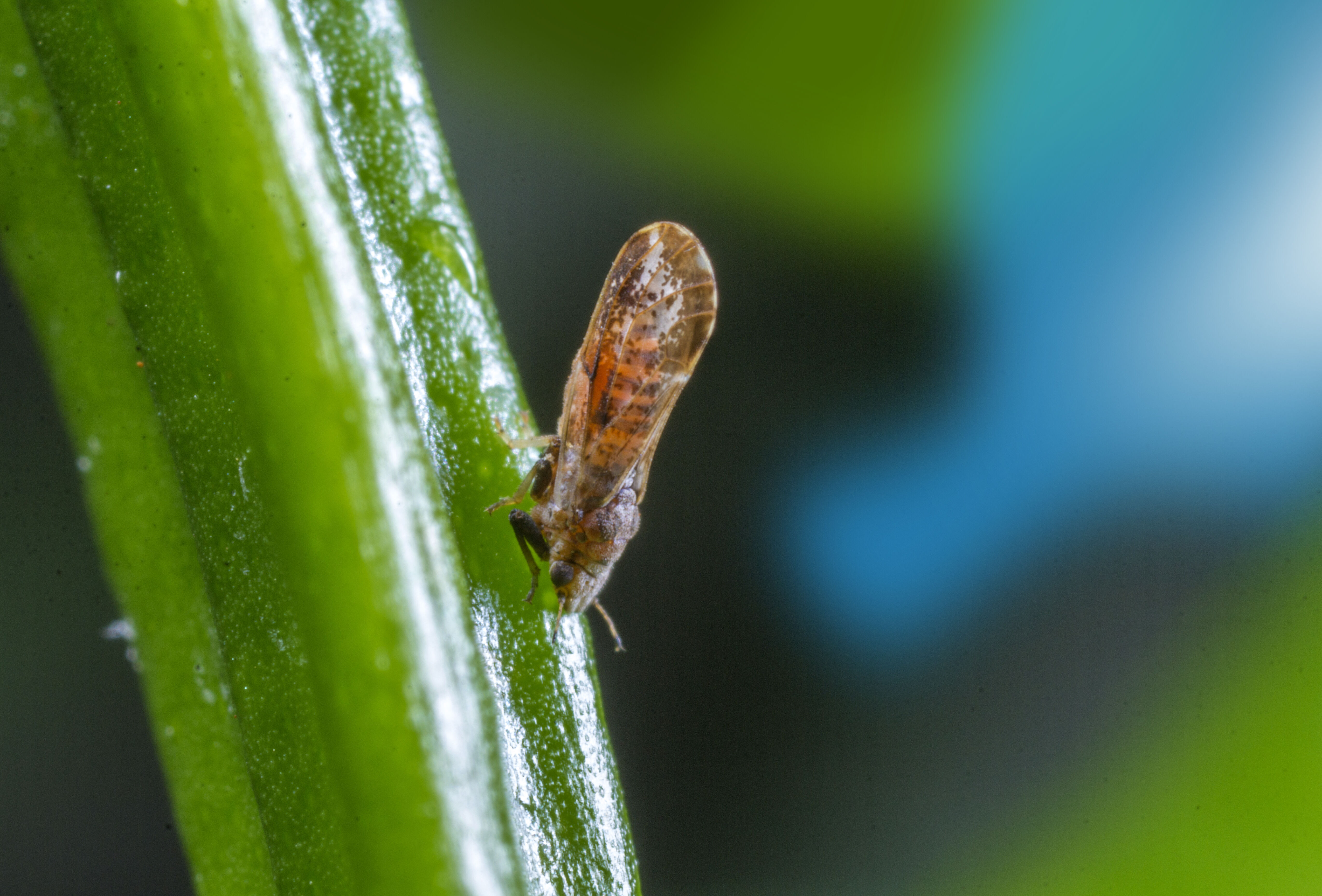Psyllids - Biocontrol, Damage and Life Cycle