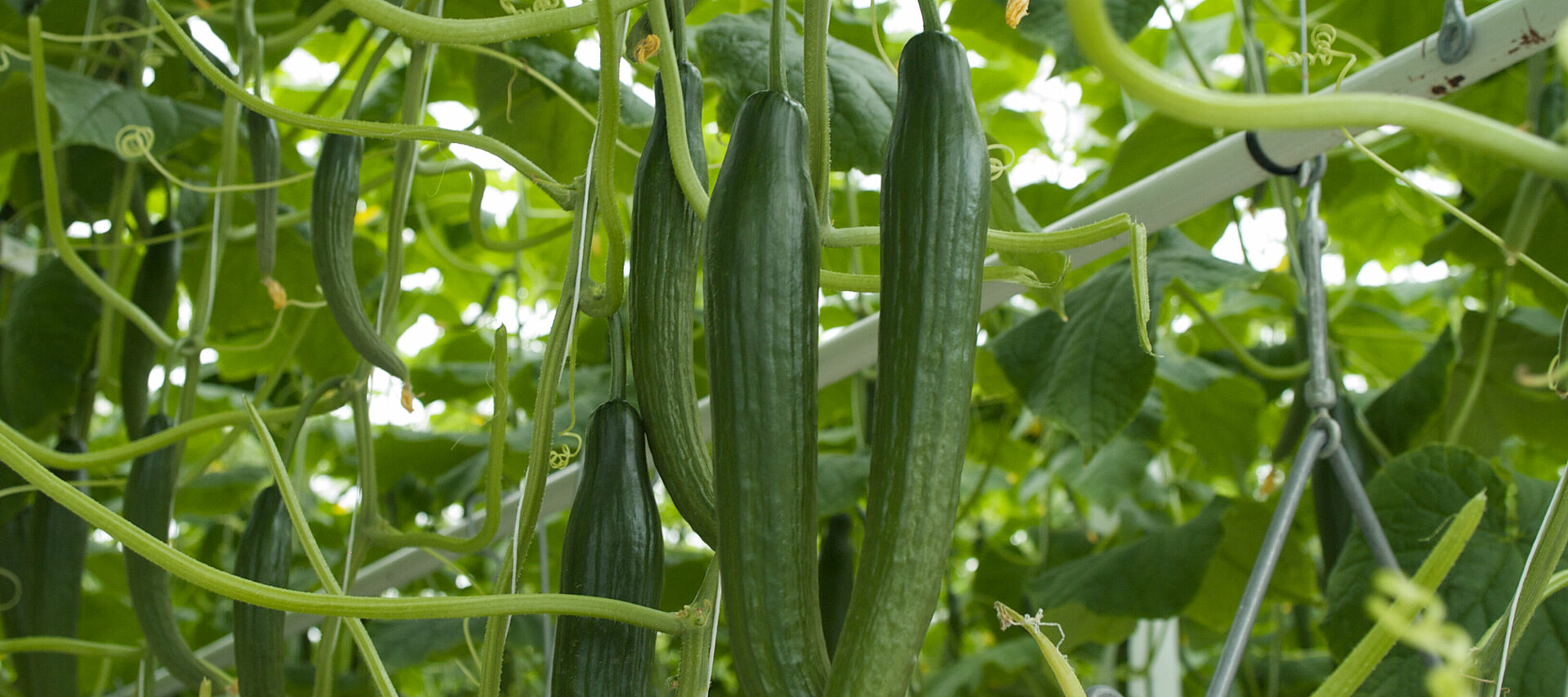 Cucumber - Pests, Diseases and Biological Control