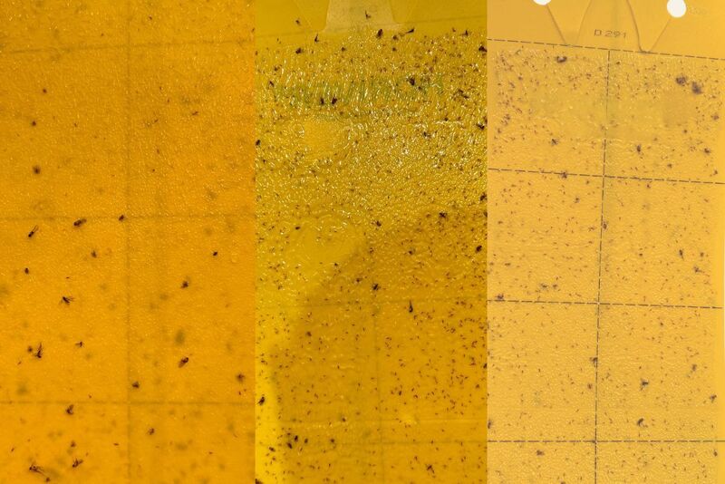 Horiver Sticky Cards: A Powerful Tool for Pest Management and ...