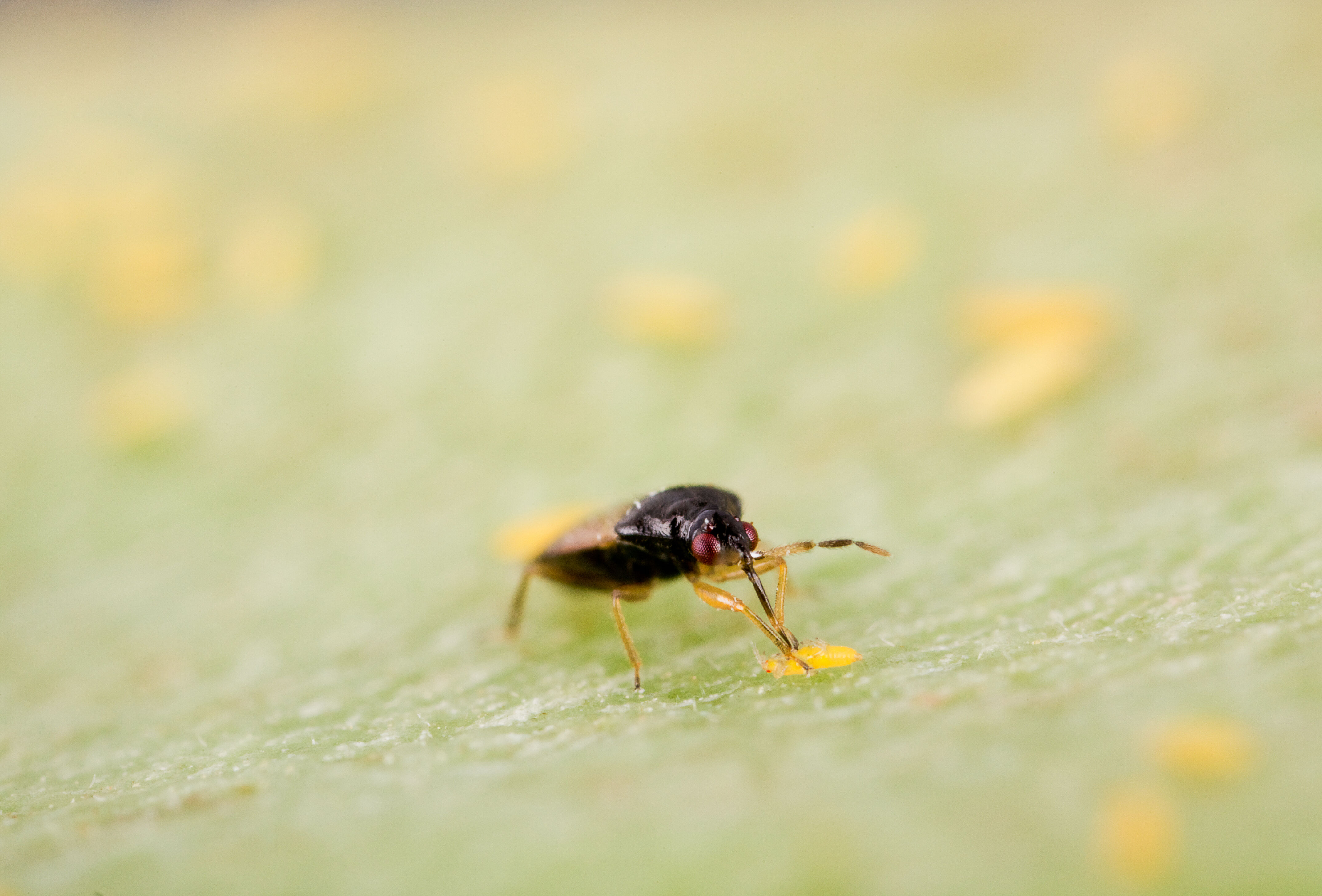 Predatory insects for Pest Control