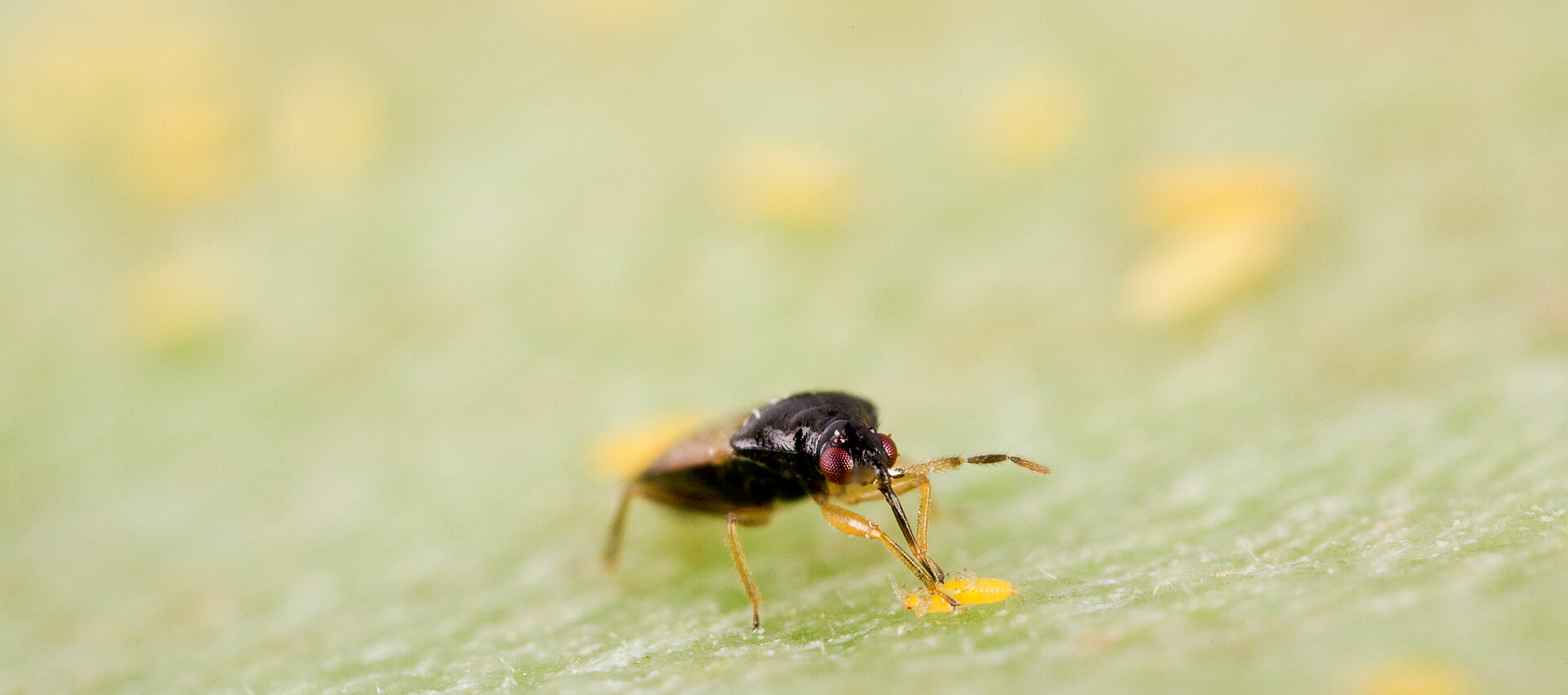 Insectes prédateurs pour le contrôle des Ravageurs