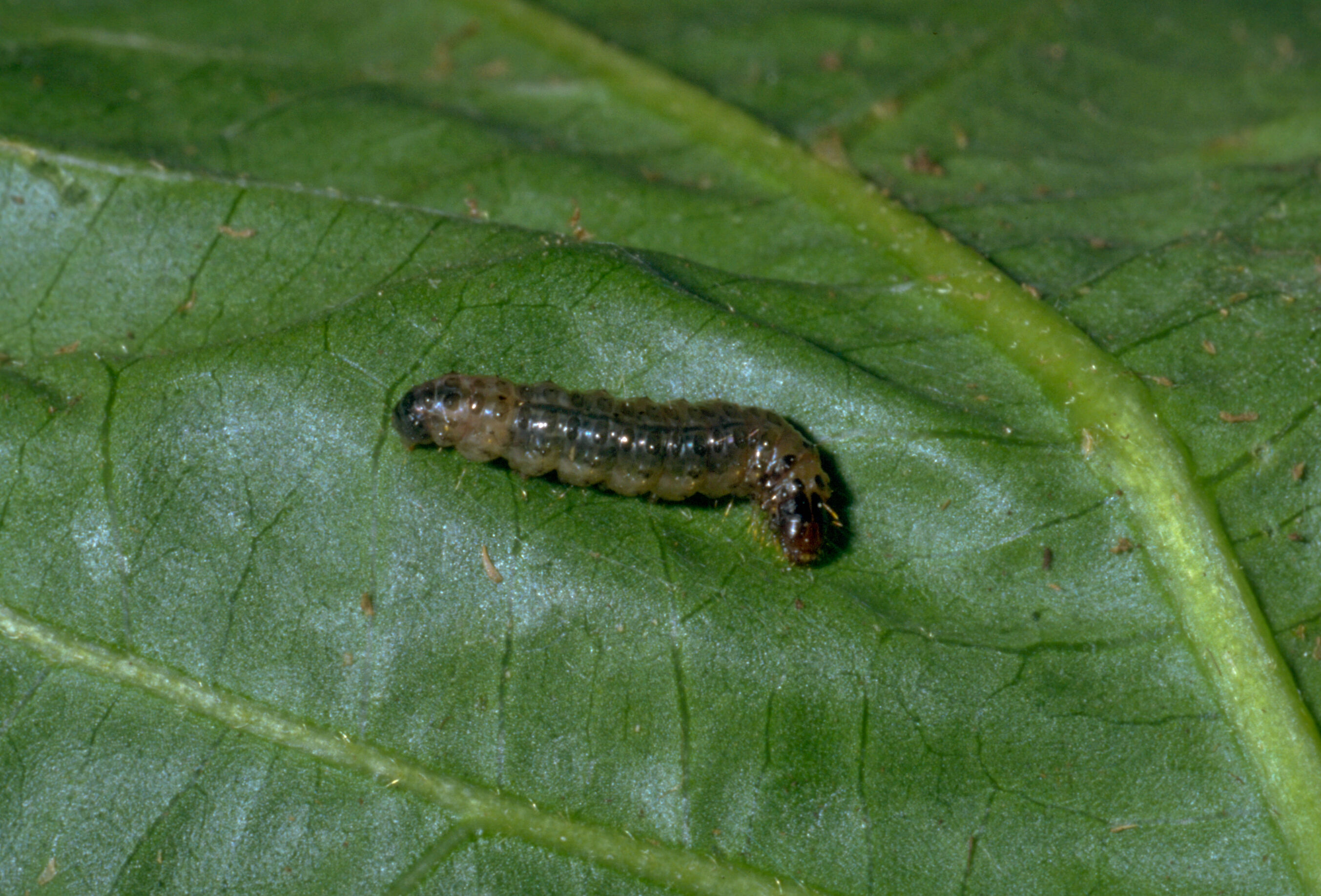 Southern European marshland pyralid - Biocontrol, Damage and Life Cycle