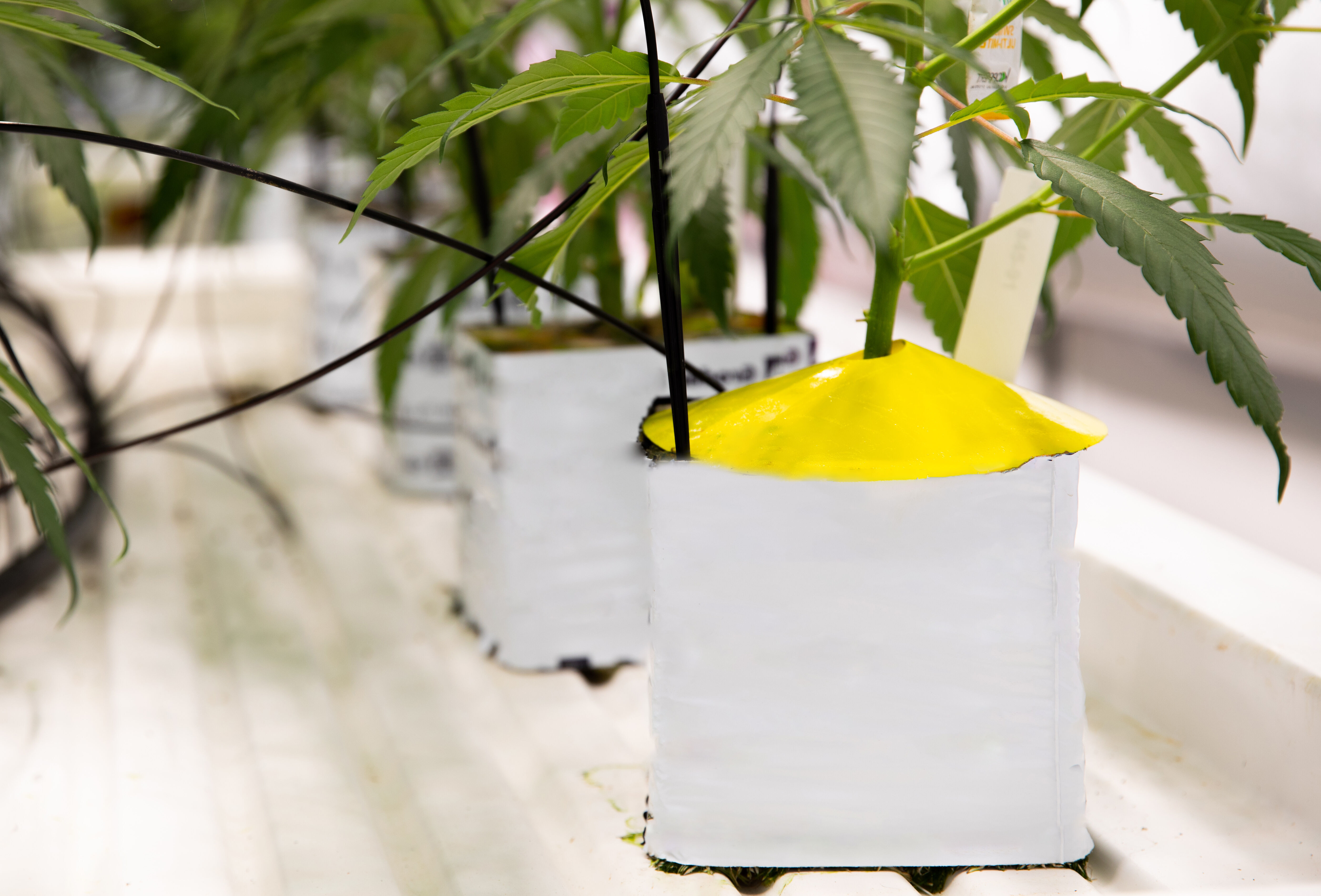 Horiver Disc | Koppert Products