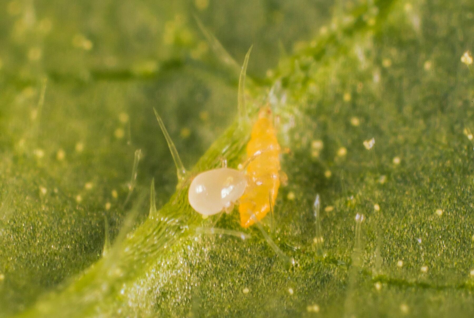 Effective thrips control with predatory mites | Koppert Canada