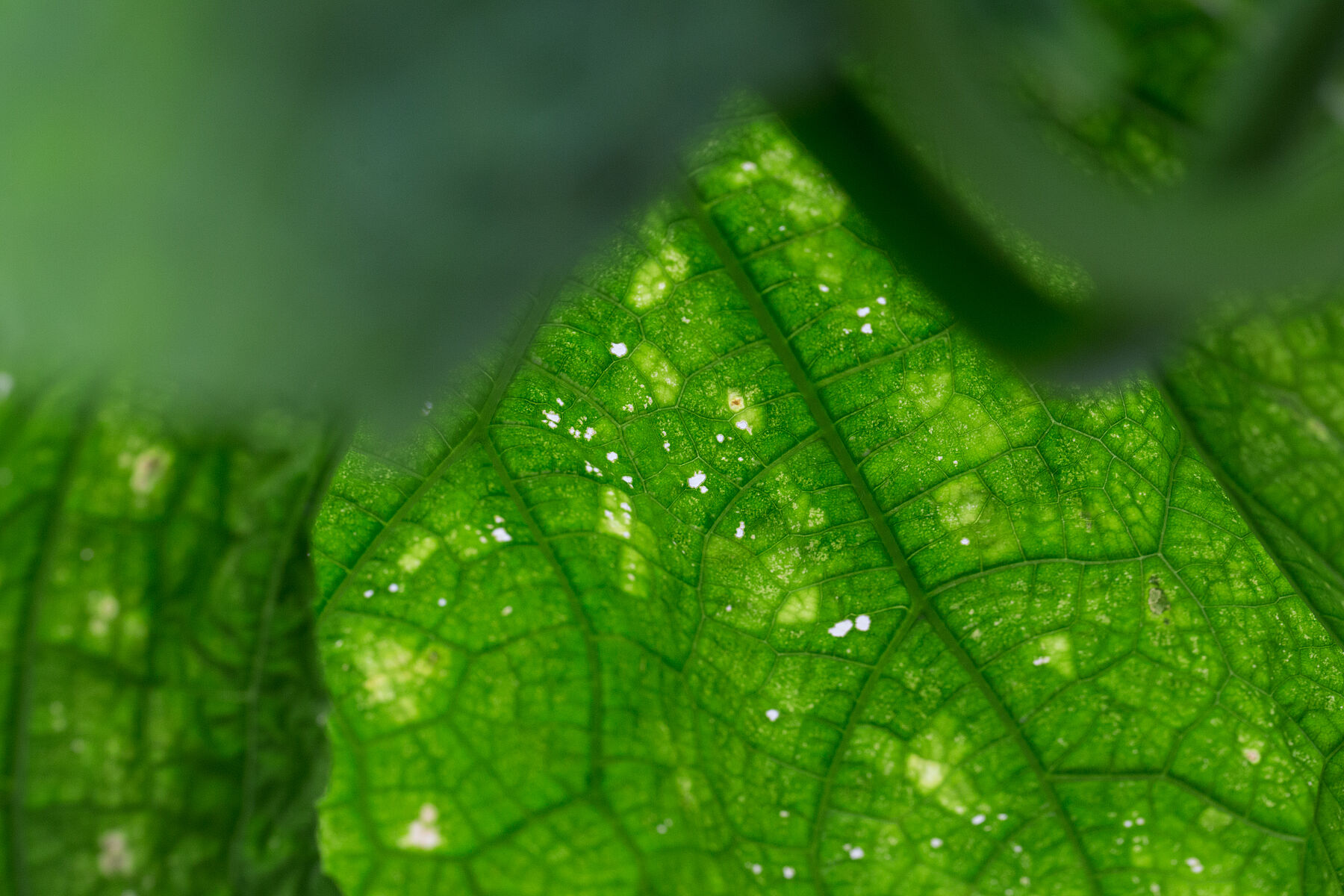 Impatiens thrips - Biocontrol, Damage and Life Cycle