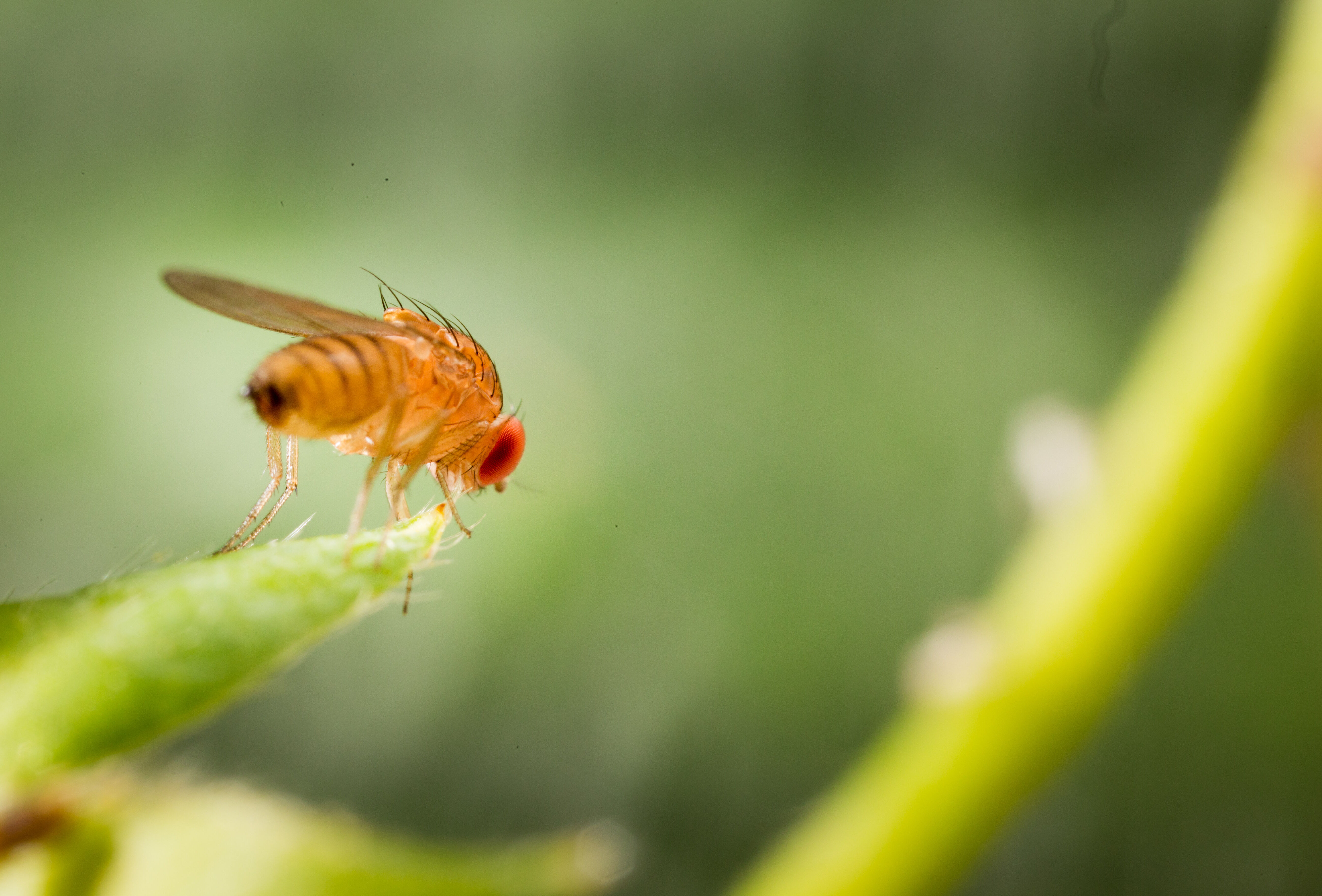 Spotted Wing Drosophila - Biocontrol, Damage and Life Cycle