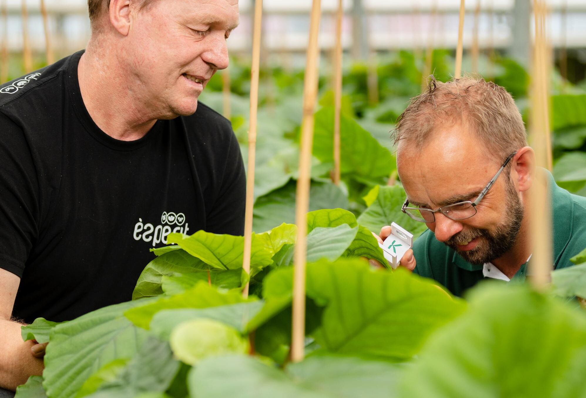 Crop Monitoring and Scouting | Koppert Canada