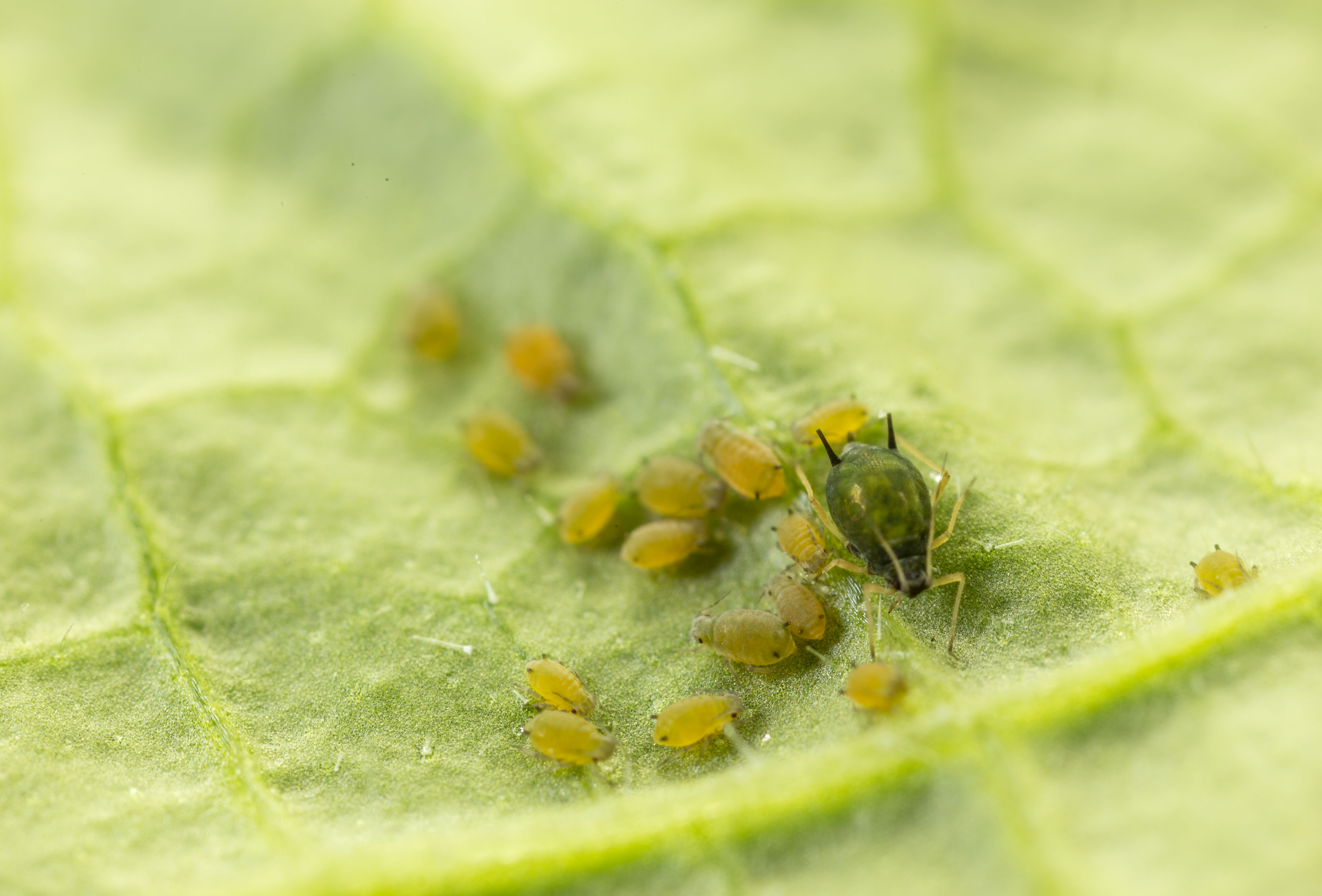 Cotton aphid - Biocontrol, Damage and Life Cycle