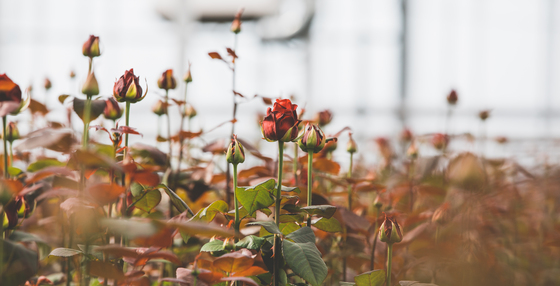 Whitefly - Biocontrol, Damage and Life Cycle