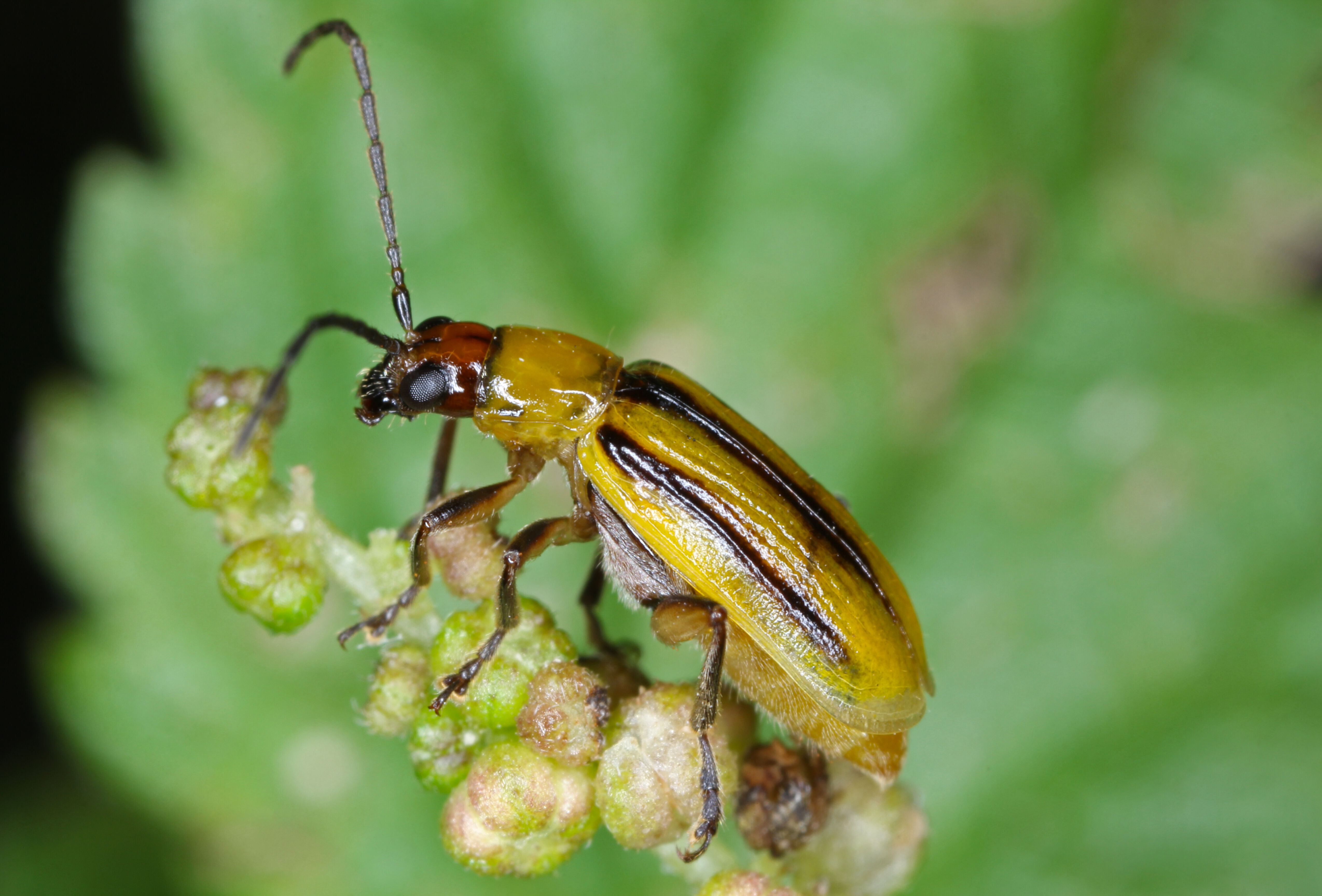 Corn rootworm - Biocontrol, Damage and Life Cycle