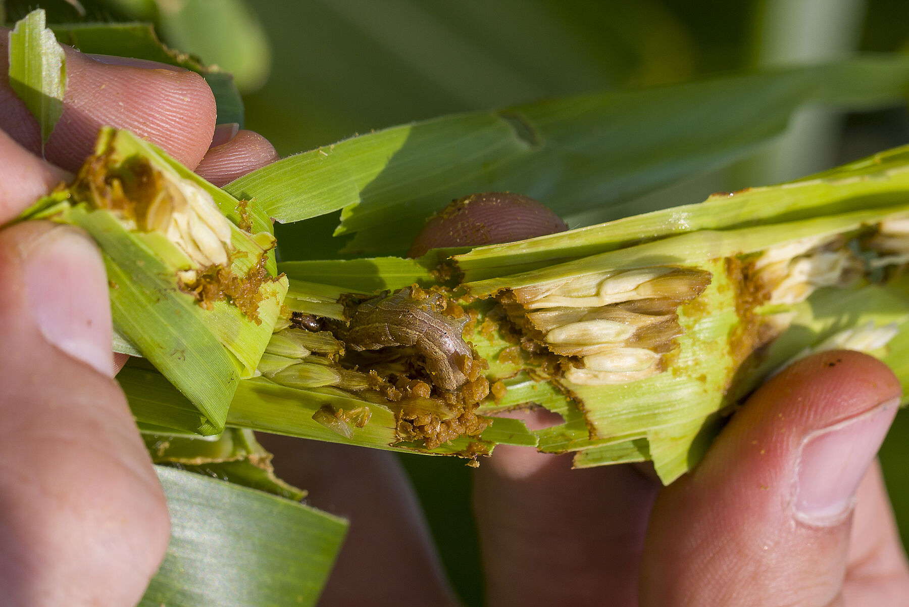 Fall armyworm - Biocontrol, Damage and Life Cycle