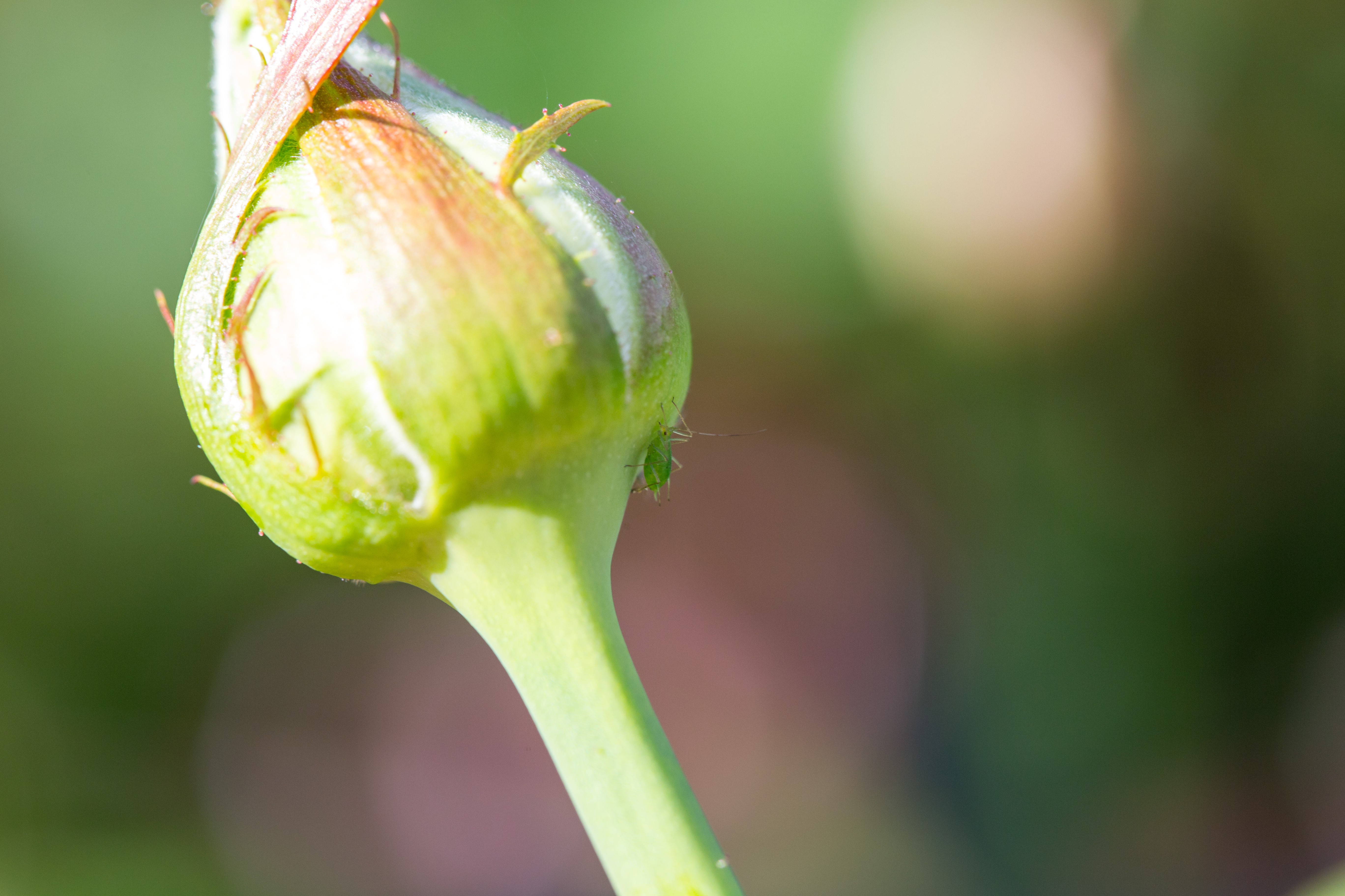 Aphids - Biocontrol, Damage and Life Cycle