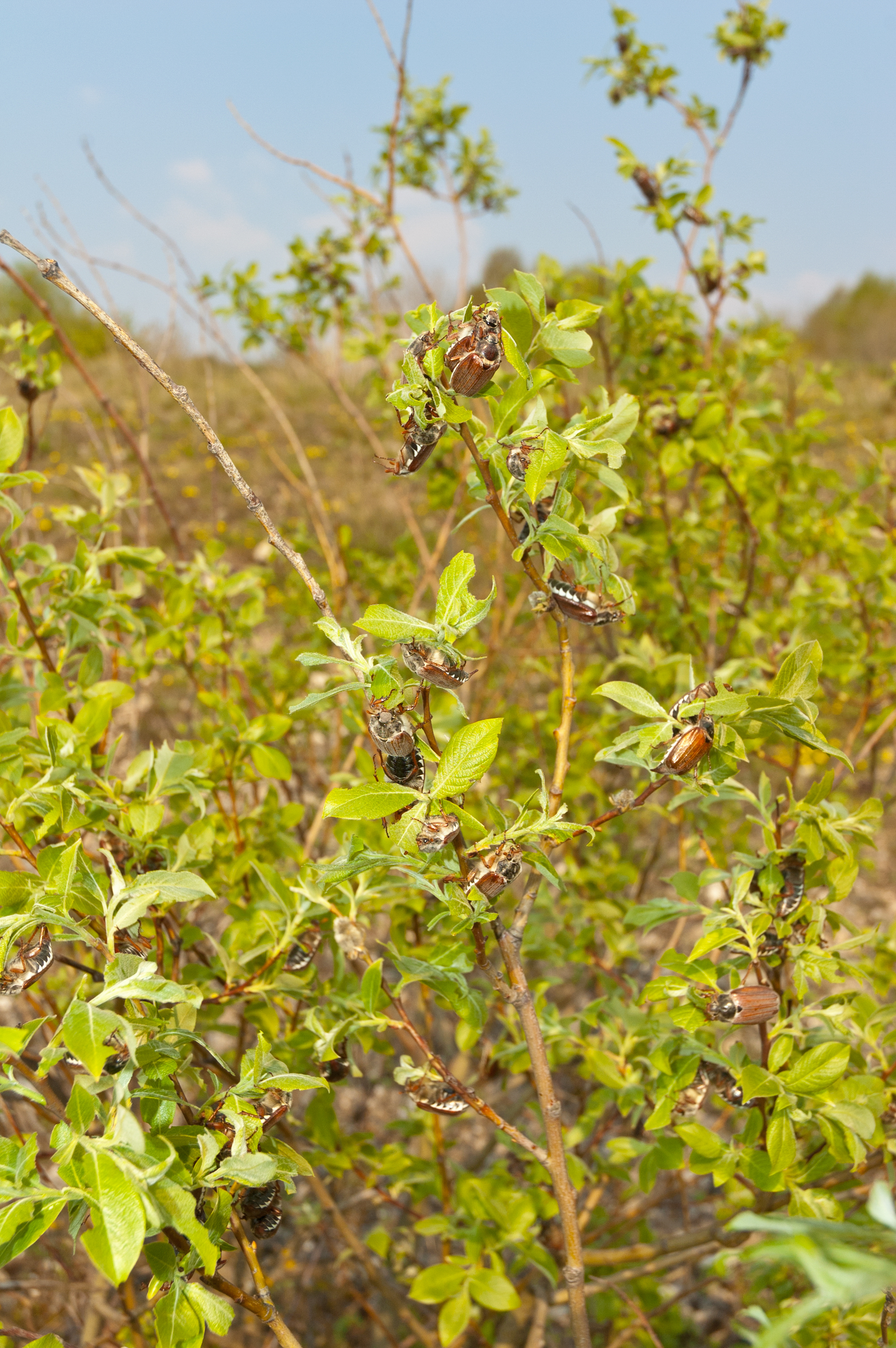 Beetles - Biocontrol, Damage and Life Cycle