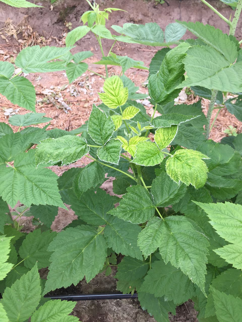 Spider mites and other pest mites - Biocontrol, Damage and Life Cycle