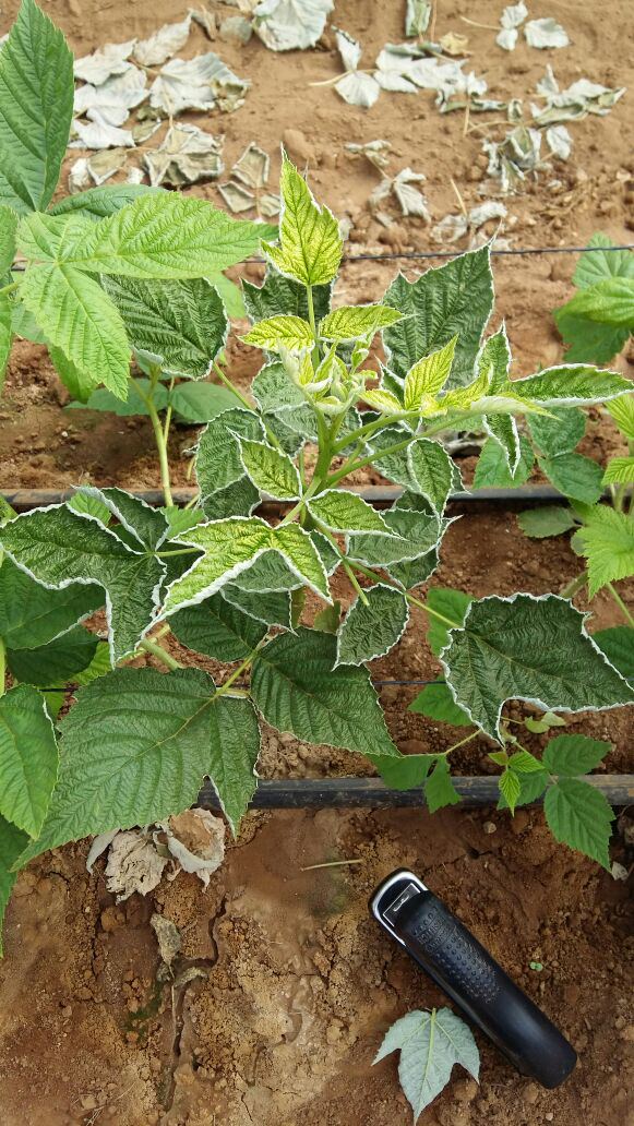 Spider mites and other pest mites - Biocontrol, Damage and Life Cycle