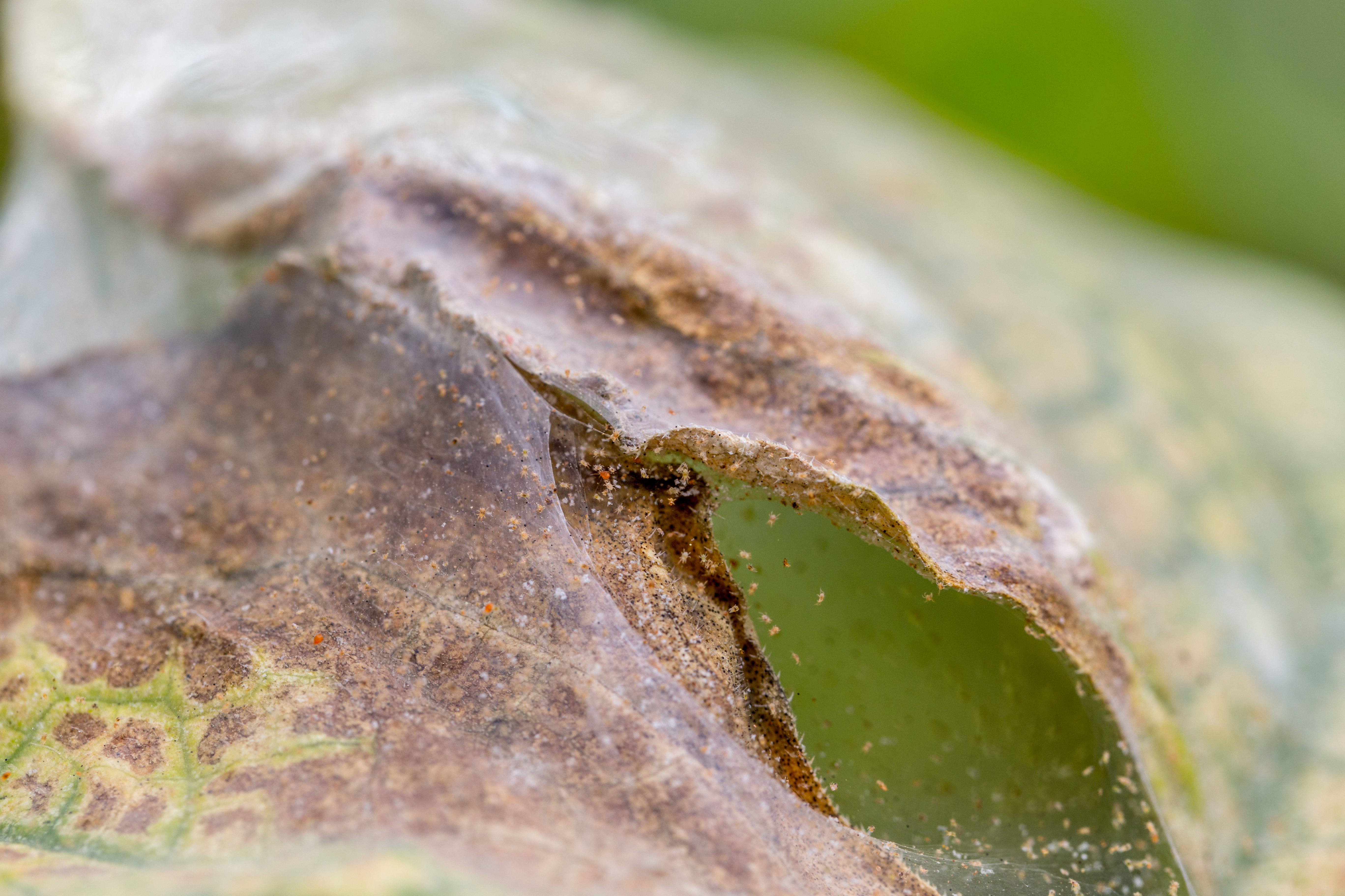 Spider mites and other pest mites - Biocontrol, Damage and Life Cycle