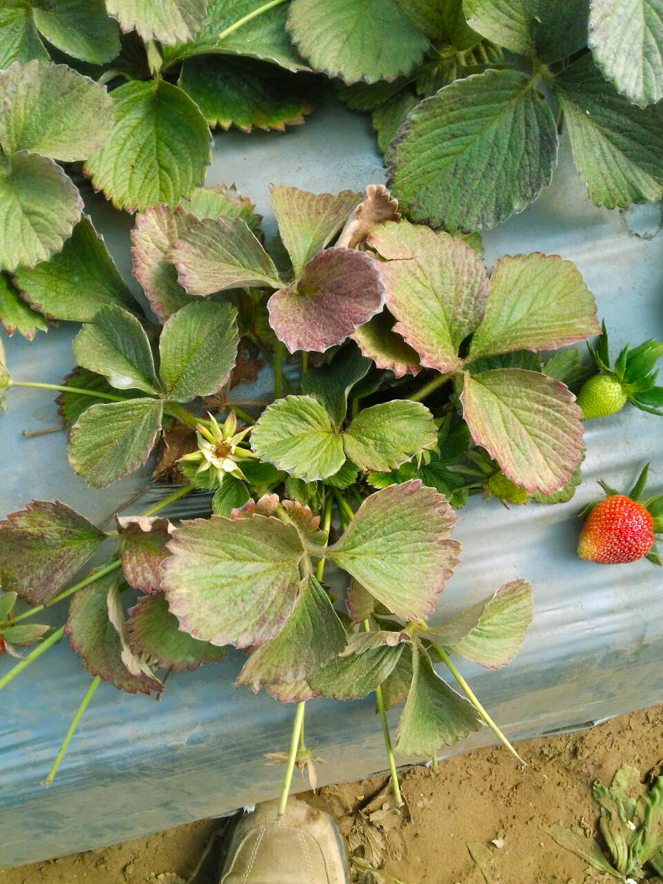 Tétranyques et autres acariens | Koppert Canada