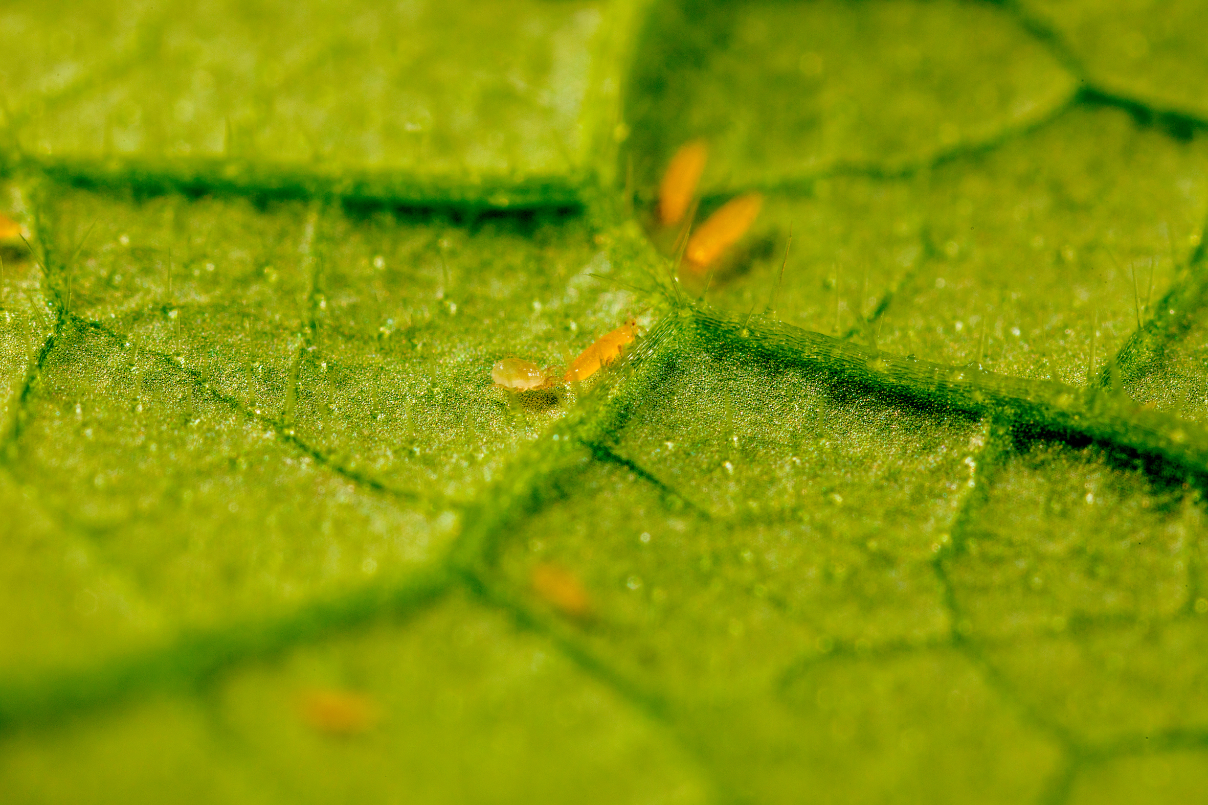 Effective thrips control with predatory mites | Koppert Canada