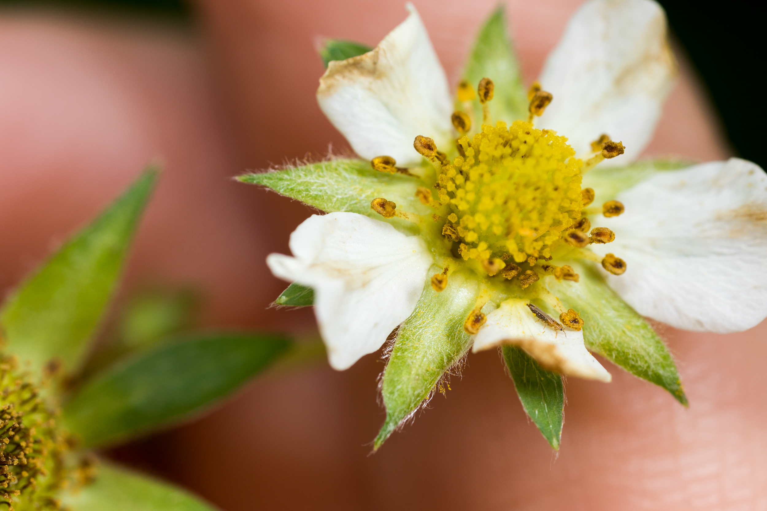 Effective thrips control with predatory mites | Koppert Canada