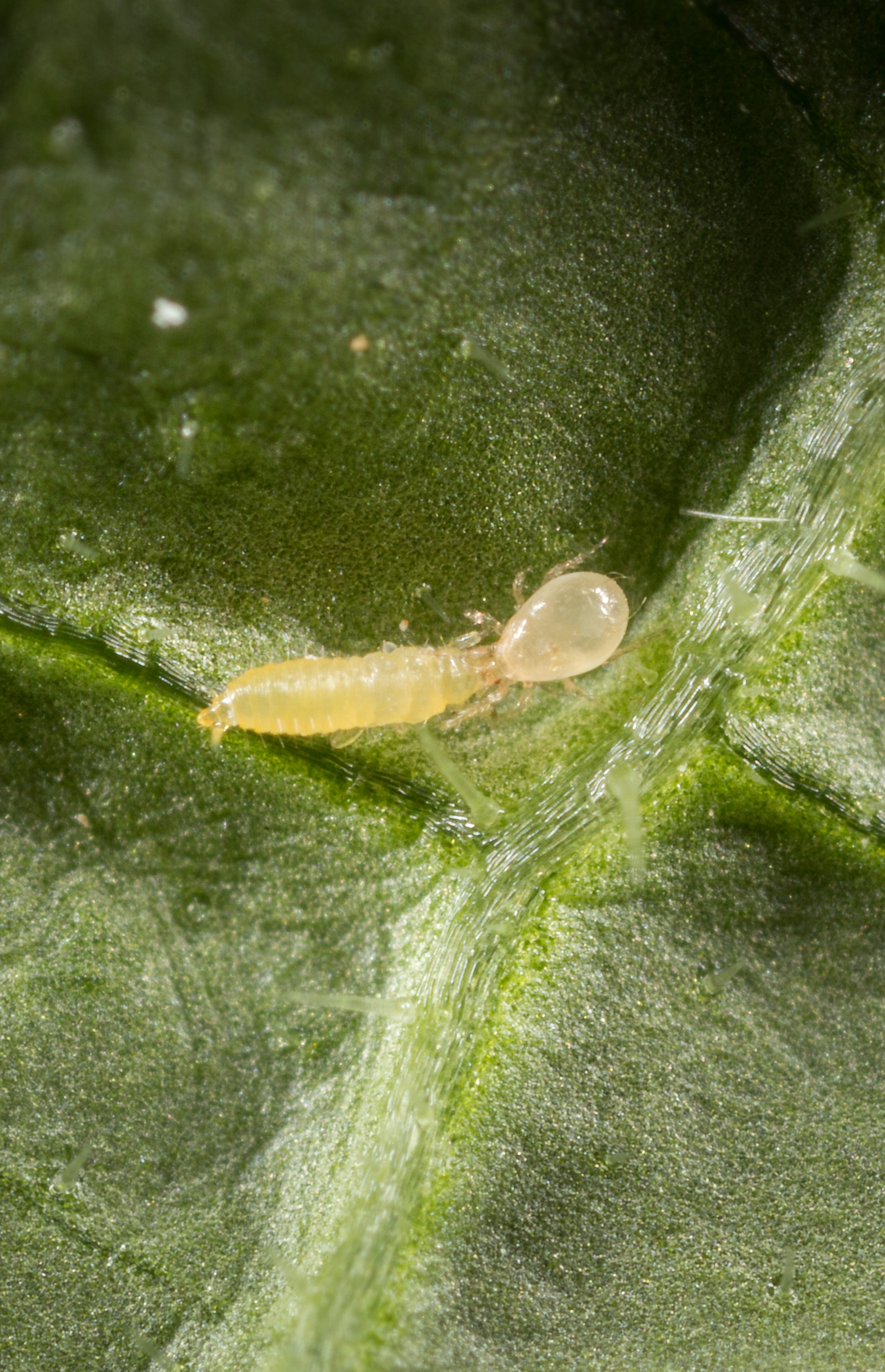 Effective thrips control with predatory mites | Koppert Canada