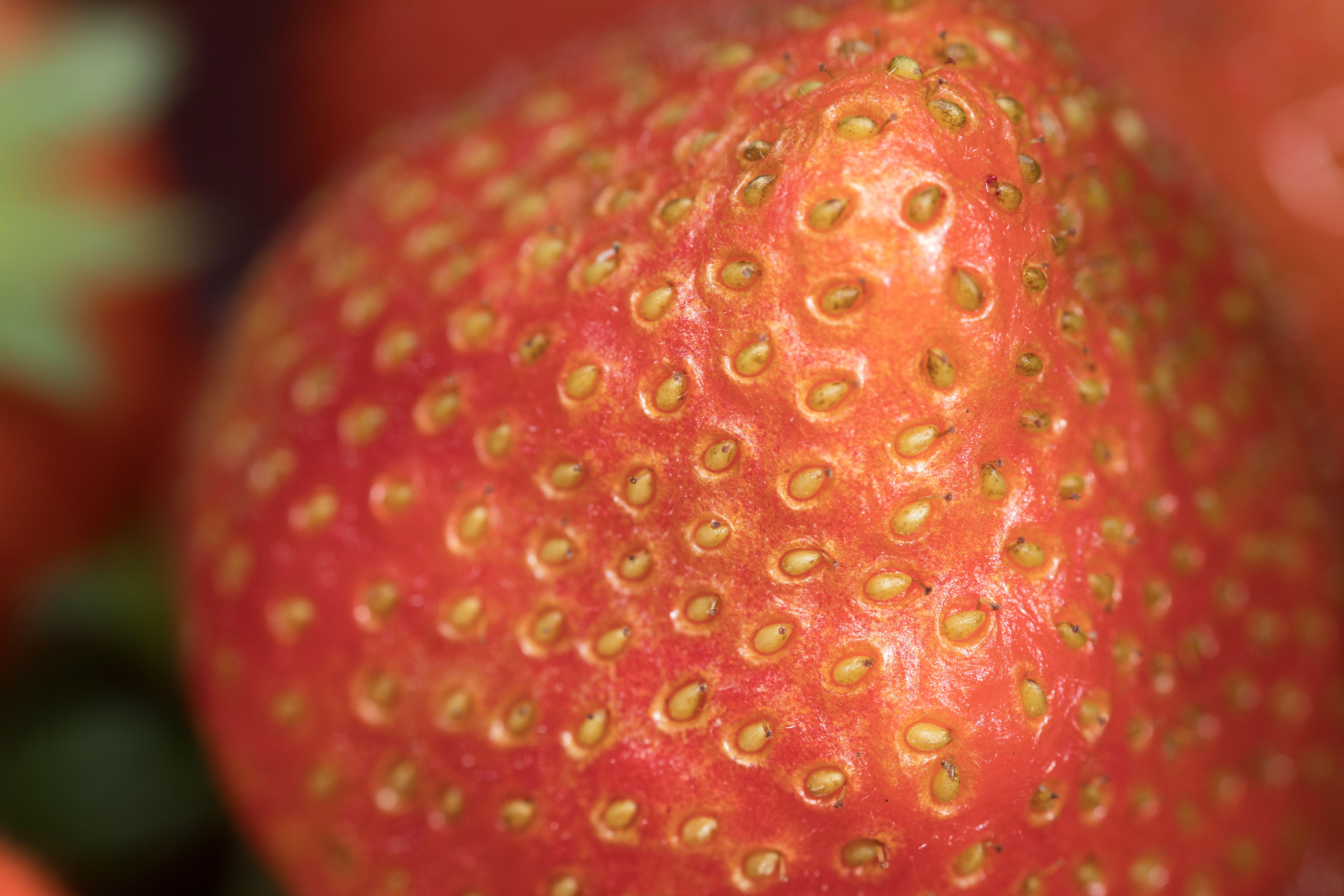 Effective thrips control with predatory mites | Koppert Canada