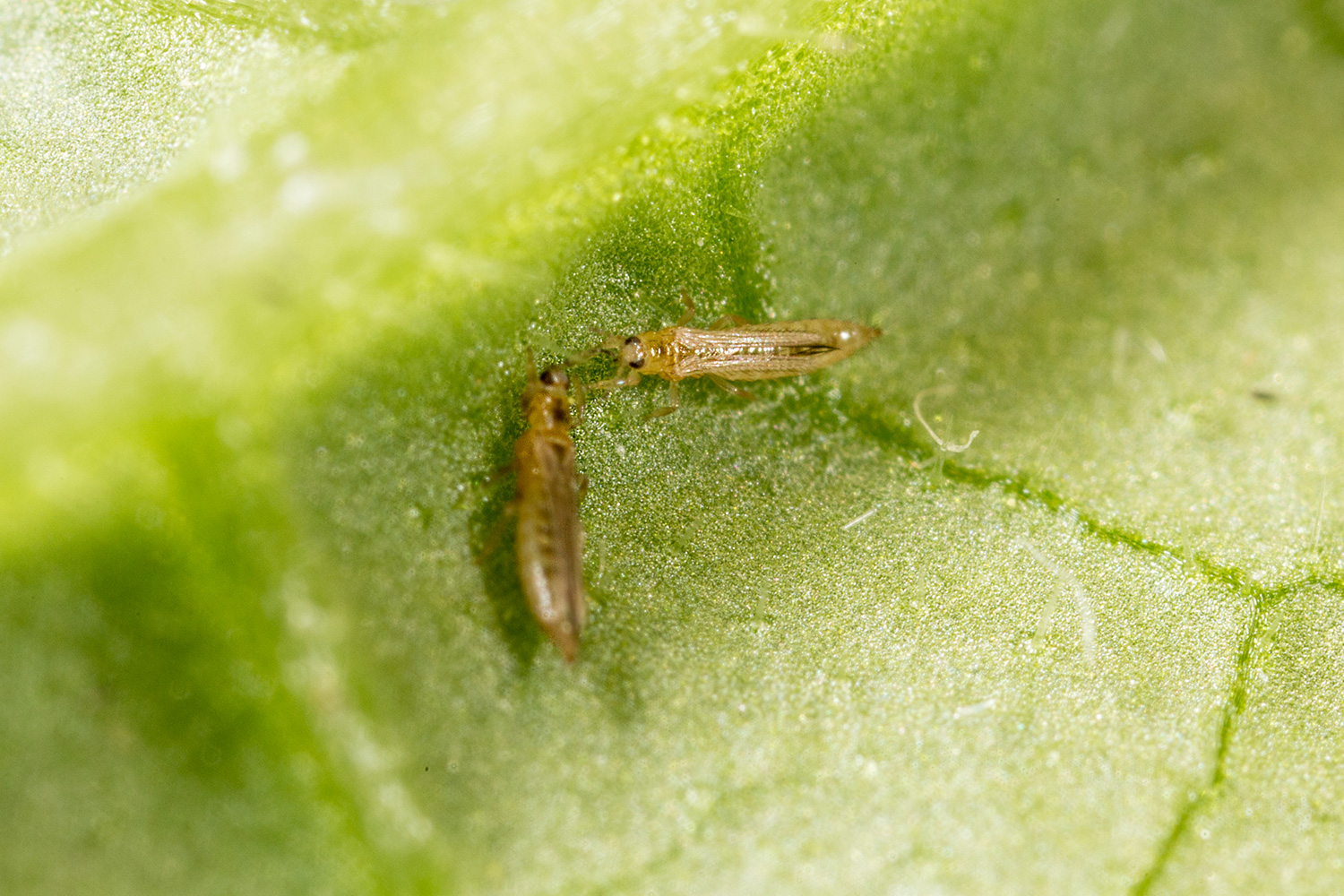 Effective thrips control with predatory mites | Koppert Canada
